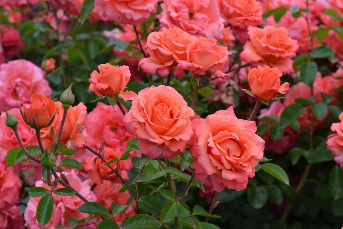 Fünf neue ADR-Rosen - Gartenpraxis